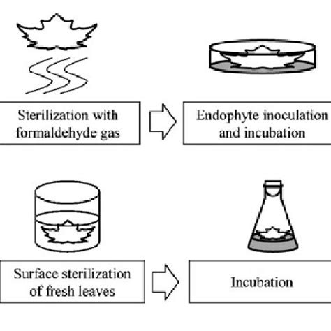 Schematic Outline Of The Procedure Used For Isolation Of Endophytic