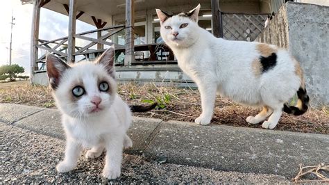 優しい三毛猫ママに見守られながら、短足の子猫達が元気に遊び回る Youtube