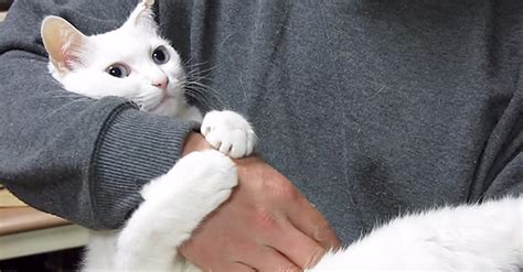 ギュッとしがみついたまま離さなくなった猫さん。飼い主さんが手を引き抜こうとすると、可愛すぎる反応が返ってきた♡ エウレカ！
