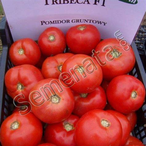 Трибека (Tribeca)