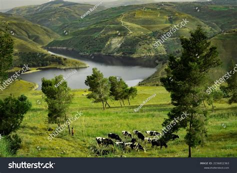Spring Jordan King Talal Dam Stock Photo Shutterstock