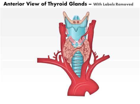 Top 10 Thyroid Powerpoint Presentation Templates In 2025