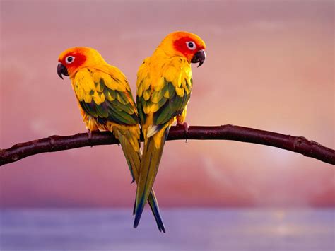 All New Wallpaper Gambar Wallpaper Burung Tercantik