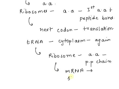 Solved Question Match Thc Following Events Of Gene Expression To The