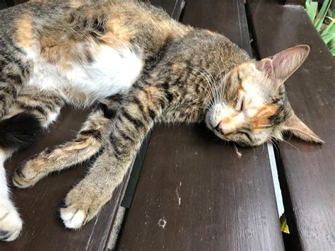 Tale Of Two Kitties Part 2 Samvada Broadcast