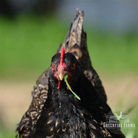 Greenfire Farms Barnevelder