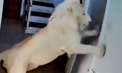 האריה נכנס לבניין וניסה לפתוח דירת מגורים • צפו בחדרי חרדים