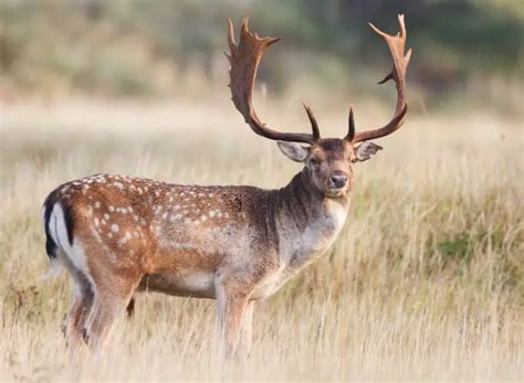 4 Types Of Deer In Illinois With Pictures And Identification