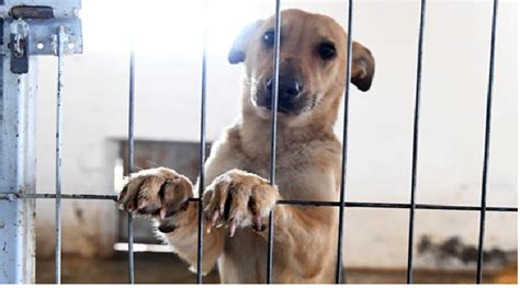 Ley 30407 Ley Del Maltrato Animal Chiqaq News