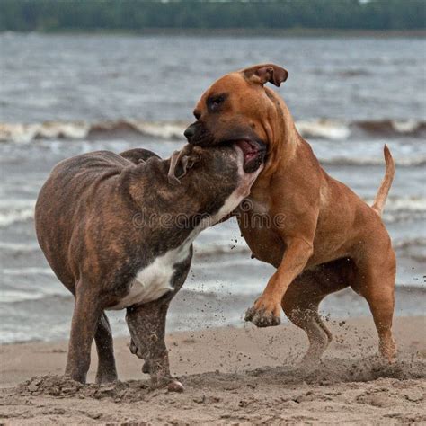 Bulldog And American Staffordshire Terrier Met 4 Stock Image Image