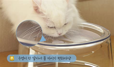 고양이 리빙 냥쌤 투명수반 갤럭시아쿠아리움 고양이 물그릇 식기 수반 오늘의집 쇼핑
