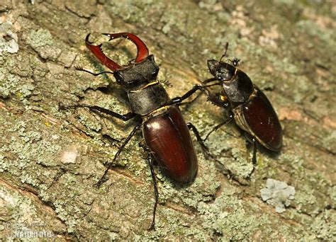 Stag Beetle Photos Stag Beetle Images Nature Wildlife Pictures