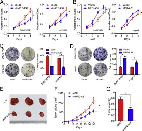 Mfi2 As1 Promotes Hcc Cell Proliferation And Tumor Growth In Vitro And