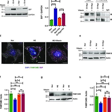 Hypoxia Induces Er Stress Response And Autophagy A Immunoblot Showing