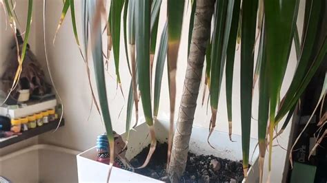 У драцены сохнут кончики листьев Youtube