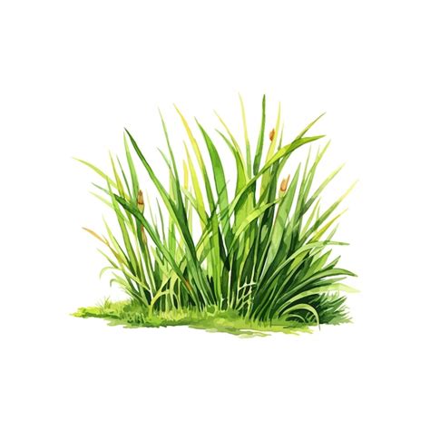 Estilo de acuarela de hierba Diseño de ilustraciones vectoriales
