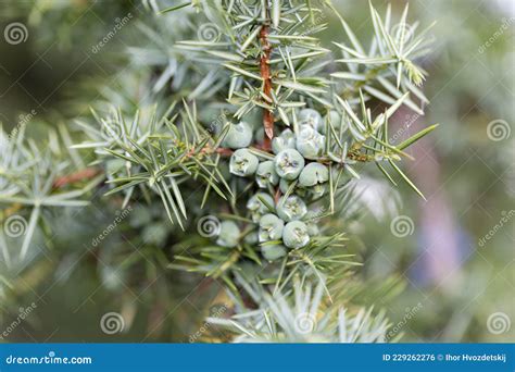 Juniperus Communis The Common Juniper Is A Species Of Small Tree Or Shrub In The Cypress