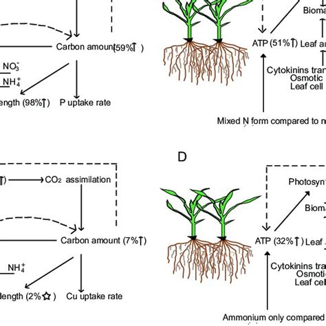 Pdf Interaction Effect Of Nitrogen Form And Planting Density On Plant