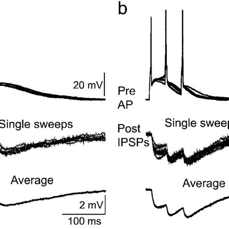 Examples Of A Monosynaptic Inhibitory Connection Between Sg Neurons
