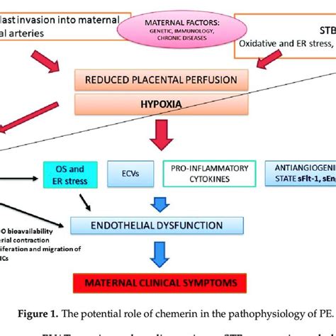 The Potential Role Of Chemerin In The Pathophysiology Of Pe Download