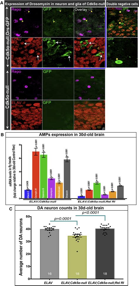 Hyperactive Innate Immunity Causes Degeneration Of Dopamine Neurons Upon Altering Activity Of