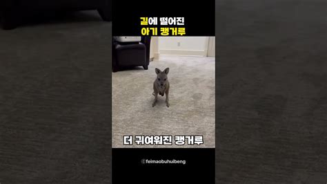 길에 떨어진 아기 캥거루 Youtube