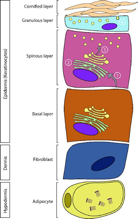 Skin Structure And Lipid Metabolism In The Epidermis 1 Fatty Acids