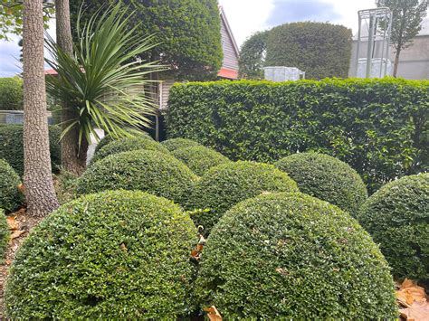 Top 5 Blobs For Your Blobbery Architectural Plants