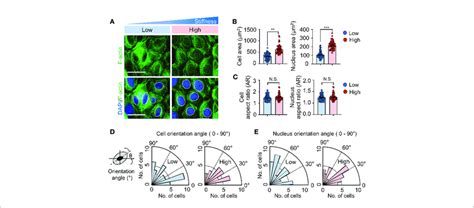 Substrate Stiffness Alters Morphology And Cytoskeletal Organization