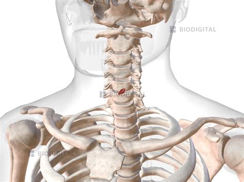Left Cricothyroid Biodigital Anatomy
