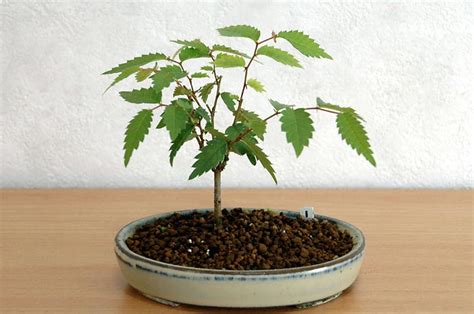 ケヤキ盆栽の1本芽は段づくりか芯立ち箒づくり 6ベランダで楽しむミニ盆栽の盆栽教室