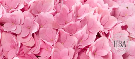 Felina Hydrangea Breeders Association