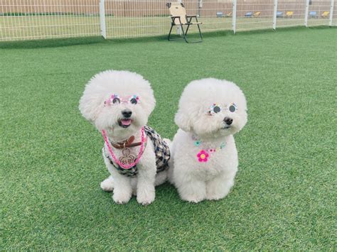 소형견 종류 비숑프리제 미니비숑 성격 털빠짐 비교 네이버 블로그