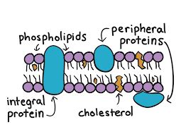 AP Bio Cell Membrane Diagram Quizlet