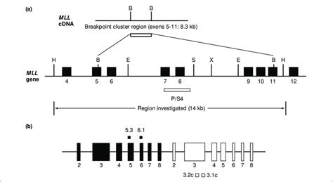 A Schematic Representation Of Partial Restriction Map Of The Download Scientific Diagram