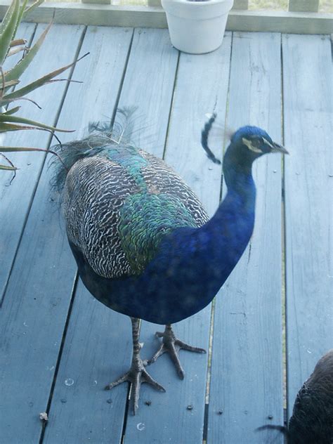 I Heard Fabulous Peacocks Are A Thing Now  On Imgur
