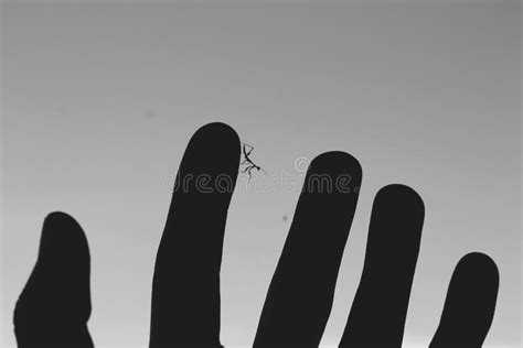 Prey Mantis Egg Cocoon Stock Image Image Of Spring 125913667