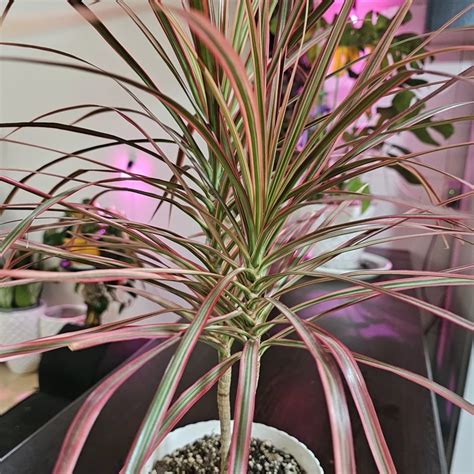 خرید و قیمت گل طبیعی دراسنا پرچمی قرمز از غرفه آیشین