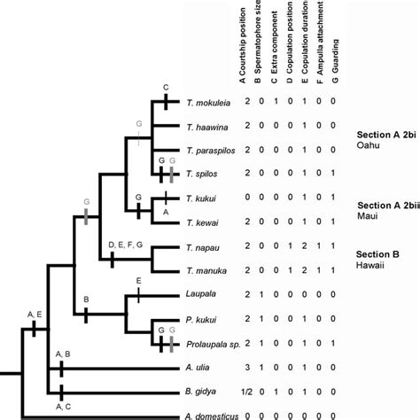 Character State Matrix For Behaviors Observed In This Study And Character State Matrix For Behaviors Observed In This Study And