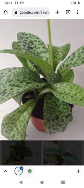 Большие луковицы по 100 Малеькие 3 за 100 Луковичное растение многолетник Листья удлиненные