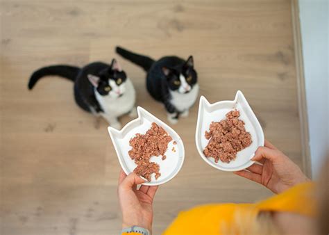 Adotei Mais Um Gato Como Fazer A Adaptação De Gatos