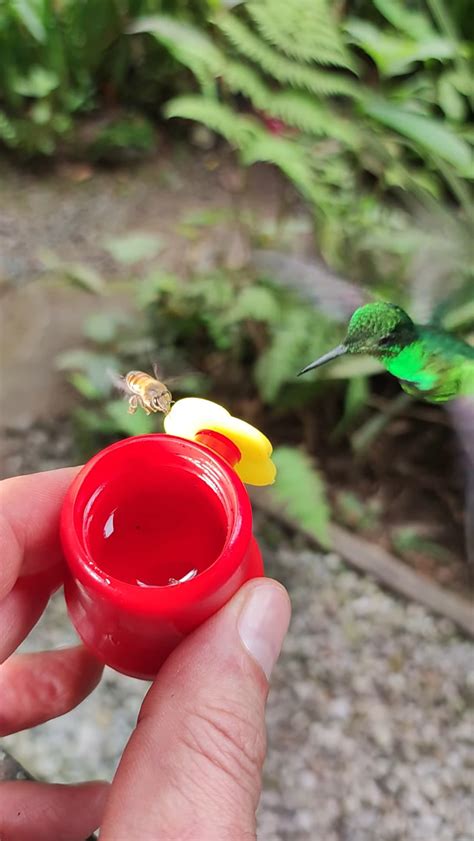 おやつをシェアする空飛ぶ生き物たちハチドリは飛んだまま上手におやつを楽しんでいますが指にハチがとまっていますよ ガジェット通信