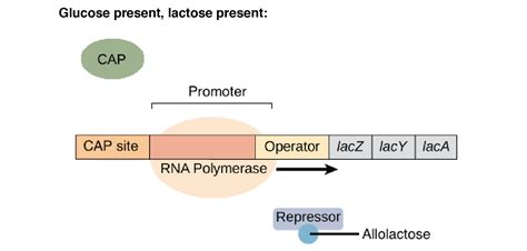 Lac Operon Diagram