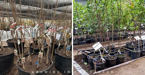 planting bare root and container fruit trees a step by step guide