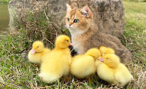 6羽のアヒルのヒナを冒険に連れて行った子猫。ヒナ達とアウトドアを楽しむ様子が可愛い♪ エウレカねこ部