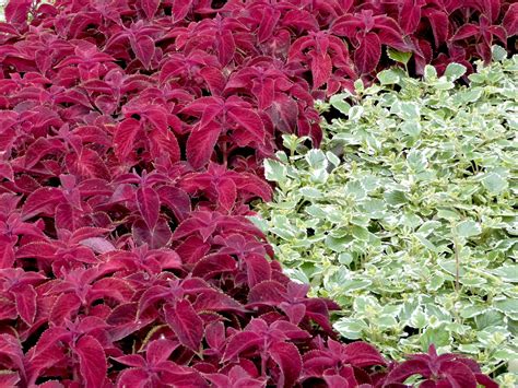 Free Images Nature Outdoor Bunch Meadow Countryside Stem Leaf
