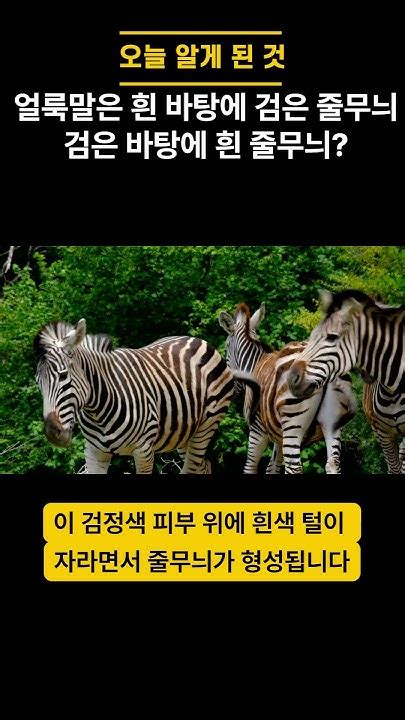 얼룩말은 흰 바탕에 검은 줄무늬 검은 바탕에 흰 줄무늬 Youtube