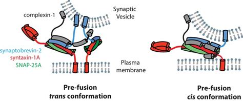 Figures And Data In Complexin Induces A Conformational Change At The Membrane Proximal C