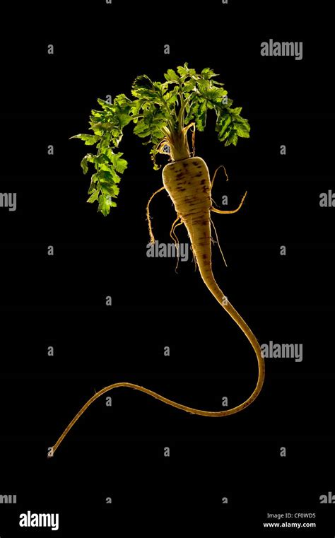 A Single Freshly Harvested Parsnip With Leaves And Roots On Black Background Stock Photo Alamy