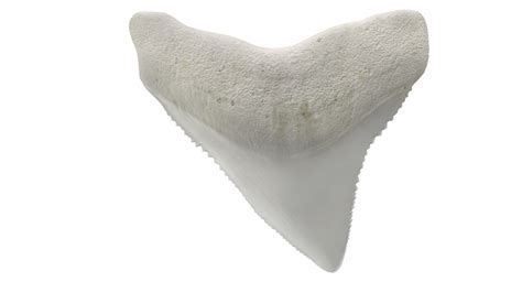 3d Model Shark Teeth Carcharodon Angustidens 3d Molier International
